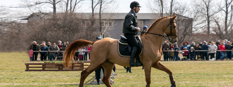 Equistar Therapy Solutions - Equistar Rider